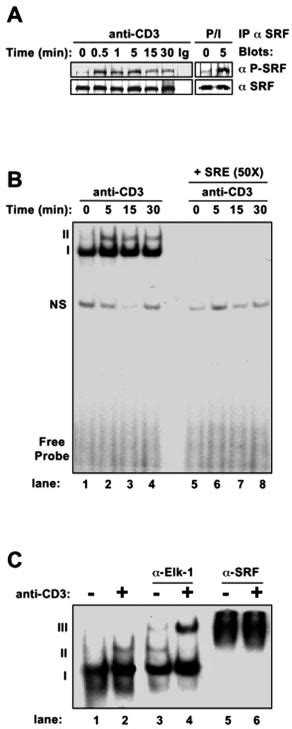 Tcr Engagement Induces Srf Phosphorylation And Increases Srf Binding To