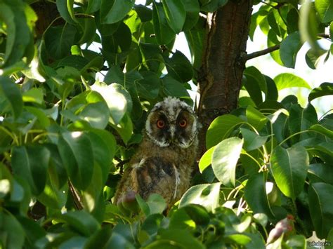 Сова Пикабу