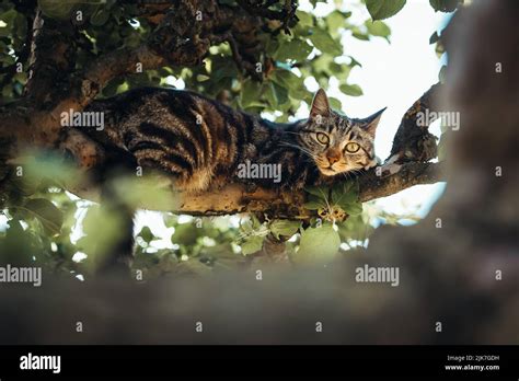 Cat In A Tree Lookinng And Sleeping Cute Cat Looking After Birds To Hunt Playful Cat Want To