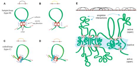 Examples Of Various Types Of Loops Formed By Ctcf Dimerization And Its
