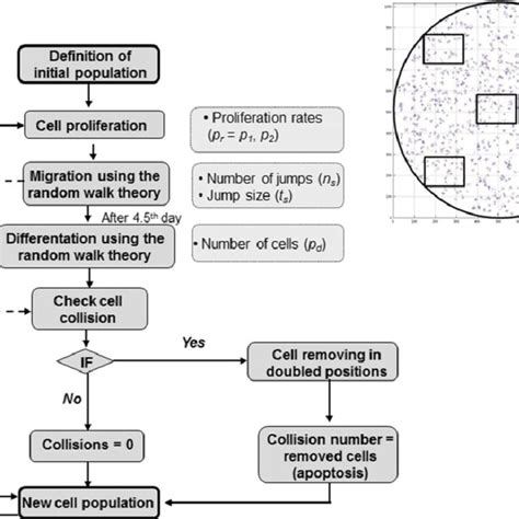 Numerical Implementation Of The Algorithm Proposed And The Circular