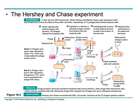The Molecular Basis Of Inheritance презентация онлайн