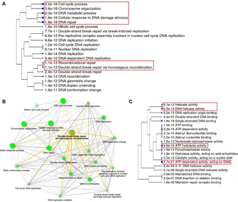 Figure 6 From The Transcriptional Coactivator Eya1 Exerts
