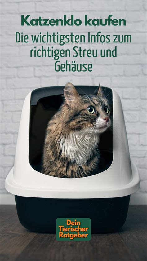 Katzenklo Und Katzenstreu Was Sie Dabei Beachten Sollten Artofit