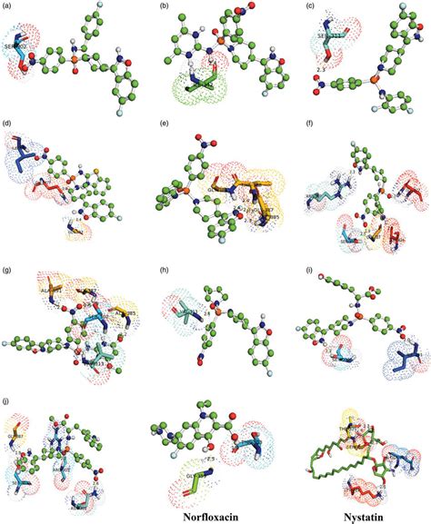 Diagrammatic Representation Of The 3 D Modeled Binding Modes Of The
