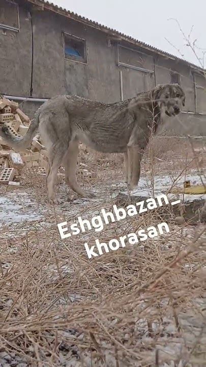 ماده طلا 🧿🧿پژدرسگشینمادهطلاسرابیجنگپژدرایرانکتفشکسته گراز