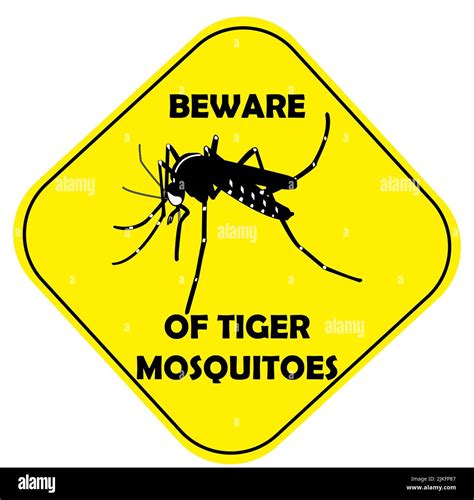 Mosquito In A Danger Signal Virus Bearer Arbovirures Asian Tiger Mosquito Zika Dengue