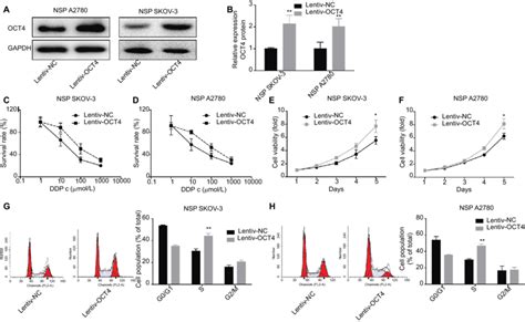 effects of oct4 overexpression on cell functions and drug resistance in
