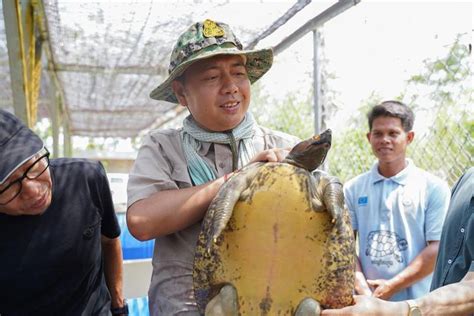 «អណ្តើកហ្លួងសត្វកម្រជិតផុតពូជនៅលើពិភពលោក កំពុងមានវត្តមាននៅកម្ពុជា សុីសុីថាមស៍