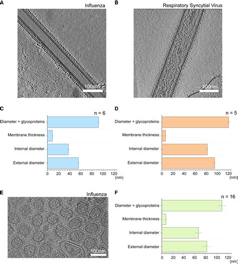 Engineering Stress As A Motivation For Filamentous Virus Morphology