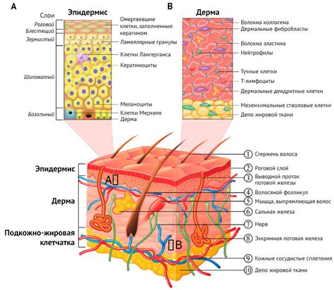 Живой щит как микробиом влияет на кожные заболевания