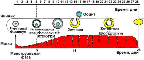 Толщина эндометрия для зачатия норма и патология для слоя