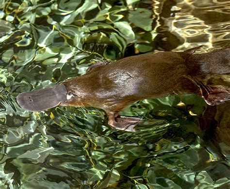 Platypus San Diego Zoo Wildlife Explorers