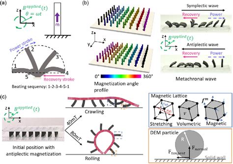 Modeling Soft Robotic Locomotion E G Crawling And Rolling In Download Scientific Diagram