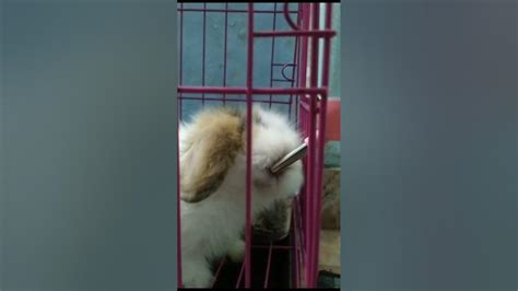 hallo kenalin namaku kicik. aku kelinci jenis Fuzzy Lop #shorts #kelinci - YouTube