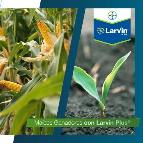 Agro Bayer Perú Larvin Plus® Es Un Insecticida Con Efecto Ovicida Actúa Tanto En Huevos Como