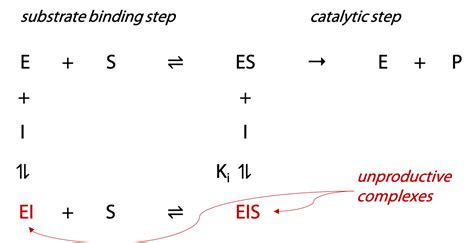 Experimental Enzyme Kinetics Linear Plots And Enzyme Inhibition Bioc