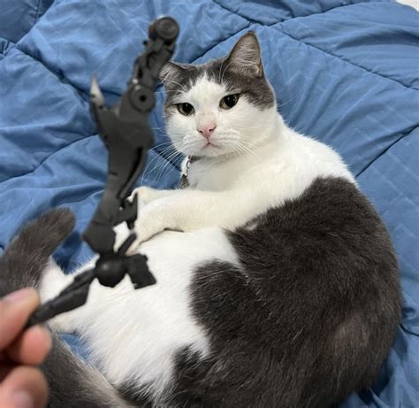 Catto Unwillingly Accepts Gunpla As His Company Rgunpla