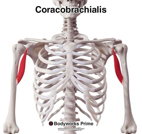 Coracobrachialis Muscle