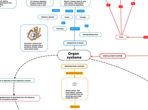 Organ Systems Mind Map