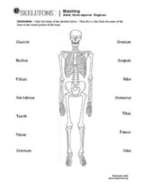 Matching Adult Homo Sapiens Worksheet For St Th Grade Worksheets Library