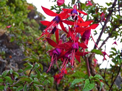 Symmetry Biology Types Examples Facts Britannica