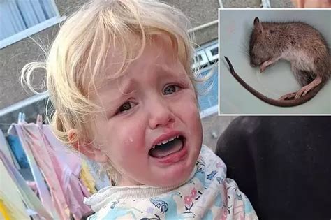 Rats Running Rampant In My Garden Bit My Granddaughter Ive Been Battling Them For 6 Years