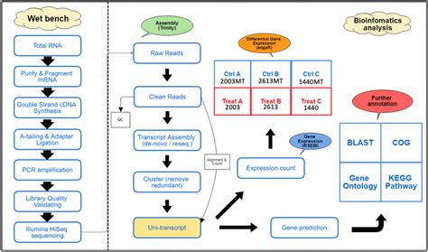 RNA Seq Workflow Chart The Major Procedures Were Sketched The Download Scientific Diagram
