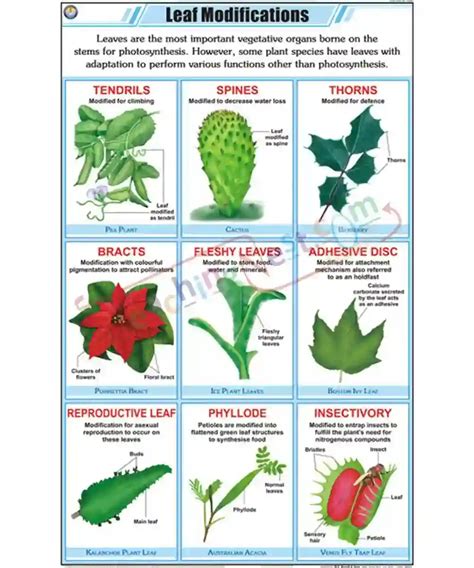 Leaf Modification Chart Laminated With Rollers Teachingnest