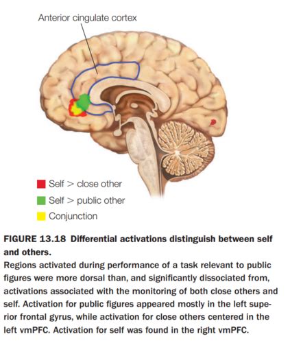 Ch13 6 Social Cognition Neural Correlates Of Experience Sharing Theory Quizlet