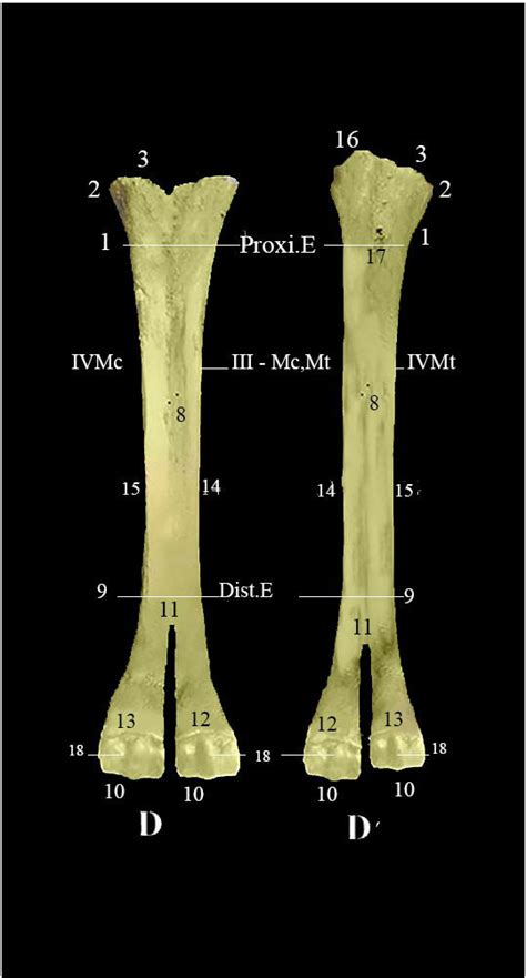 D Palmer View Of Metacarpus Dʹ Planter View Of Metatarsus Of Download Scientific Diagram