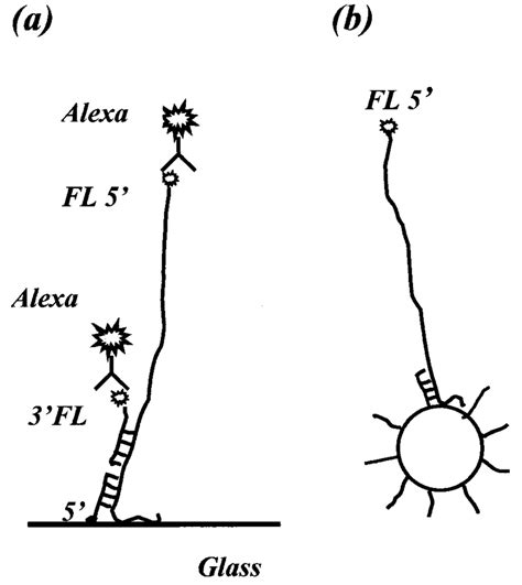 Hybridization Procedures A Modified Sandwich Assay On The Dna