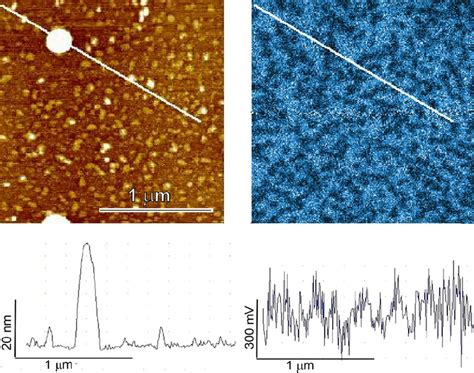 Afm Topography Left And Surface Potential Map Right Of A Download Scientific Diagram