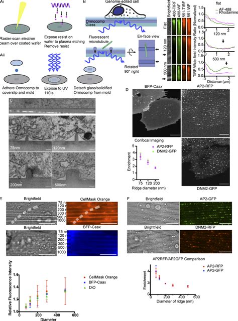 Curvature Alters Ccp Localization A I And Ii Nanofabrication