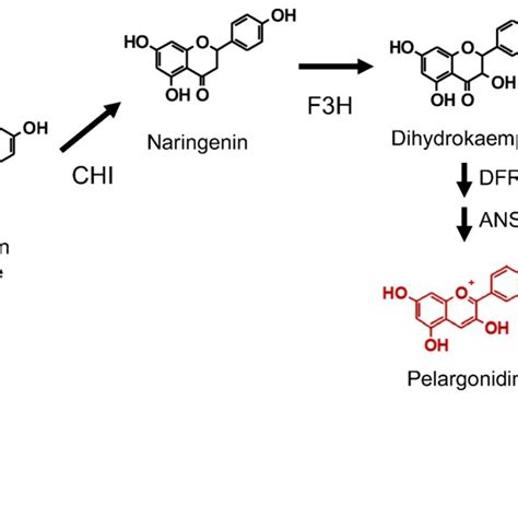 Simplified Biosynthetic Pathway Of Anthocyanin In Plants CHS Chalcone