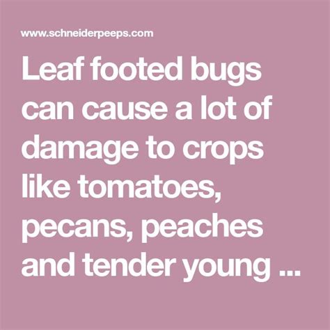 Organic Control Of Leaf Footed Bugs
