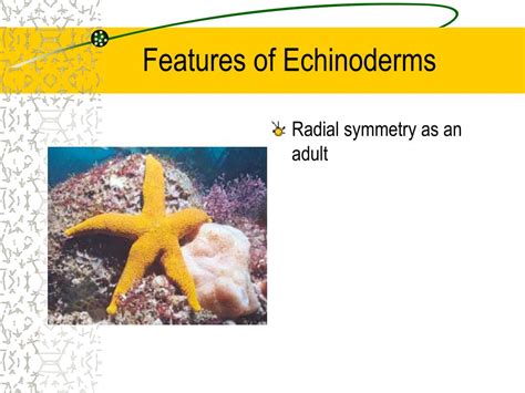 Ppt Chapter 31 Arthropods Powerpoint Presentation Free Download Id1828336