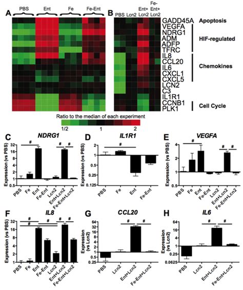 2 Ent And Entlcn2 Induce Distinct Gene Expression Patterns