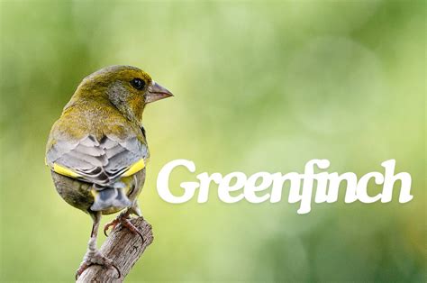 Beakybites Greenfinch Bird Facts