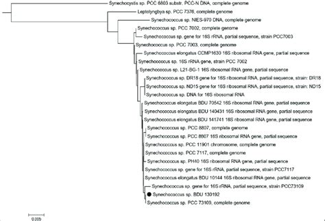 Phylogenetic Positioning Of Synechococcus Sp Bdu 130192 Based On Ncbi