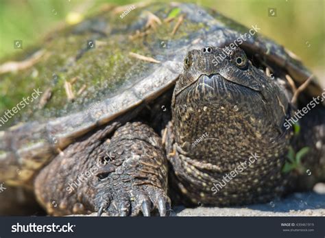 1022 Imágenes De Common Snapping Turtle Imágenes Fotos Y Vectores