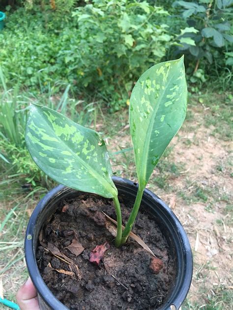 ตนพญาหงสาวดดาง ลายจด พรอมกระถาง นว ตนไมมงคล ฟอกอากาศ ป มงกร ออนไลน ThaiPick