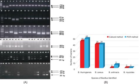 A Representative Illustration Of 82 Isolates Of Bacillus Cereus Group