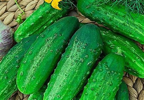 Купить семена огурца с доставкой по почте – интернет магазин "КСП"