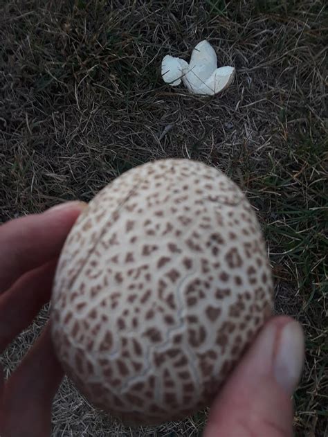 Mushroom Full Of Worms Rmycology