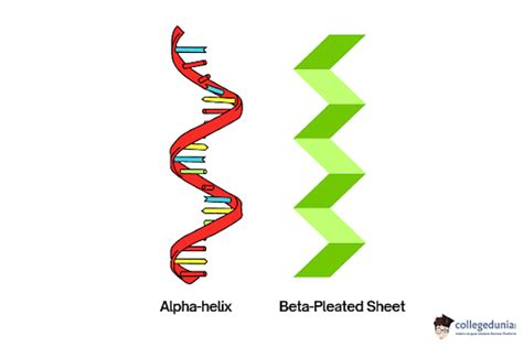 Alpha Helix And Beta Pleated Sheet
