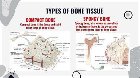 Presentation On The Topic Histology Bone Tissue Pdf