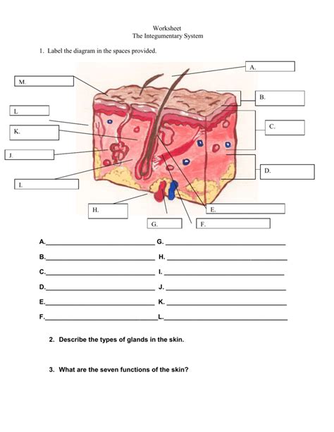 Integumentary System Labeling Worksheet