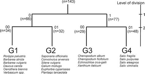 simplified twinspan classification tree dendrogram of the 124 plant