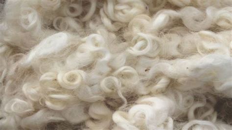 Wool Fabric Facts At Russell Torres Blog